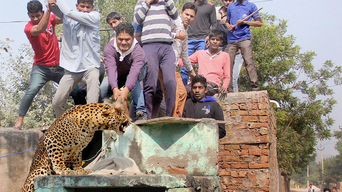 Leopard strays into village near Gurugram, killed - The Hindu