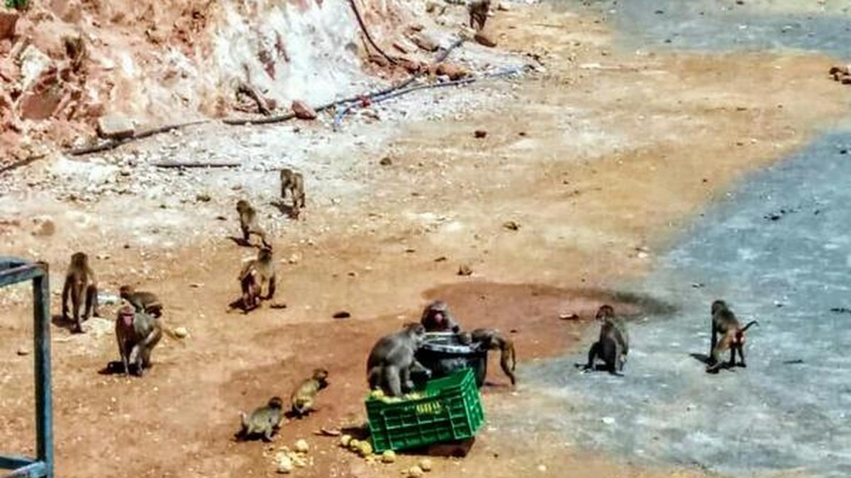 Monkeys get a feast at hill temple in Odisha - The Hindu