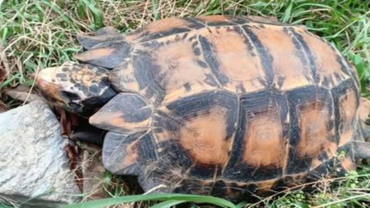 ‘Impressive’ tortoise discovered in Arunachal Pradesh - The Hindu