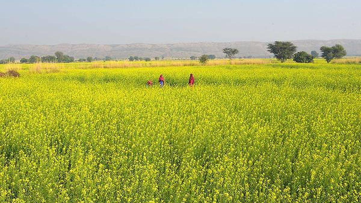 Rajasthan facing shortage of fertilizer during rabi crop sowing - The Hindu