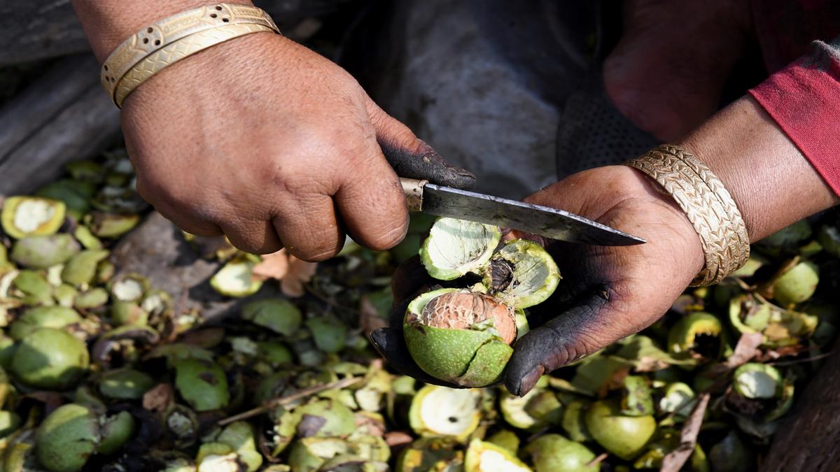 How are walnuts produced in Kashmir? - The Hindu