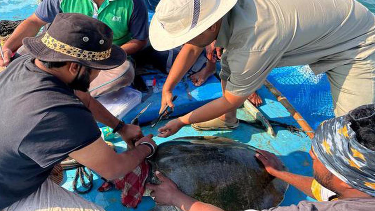 Olive Ridley turtle trail to get a boost with mass tagging mission ...