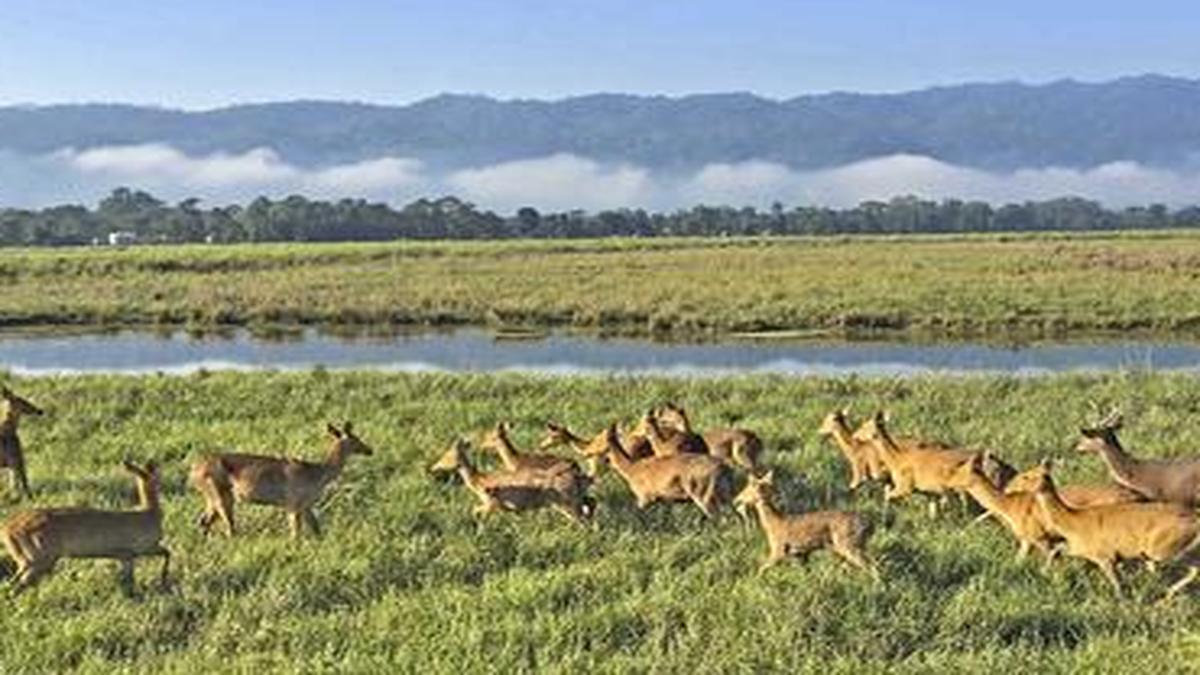 Dip in eastern swamp deer population in Kaziranga - The Hindu