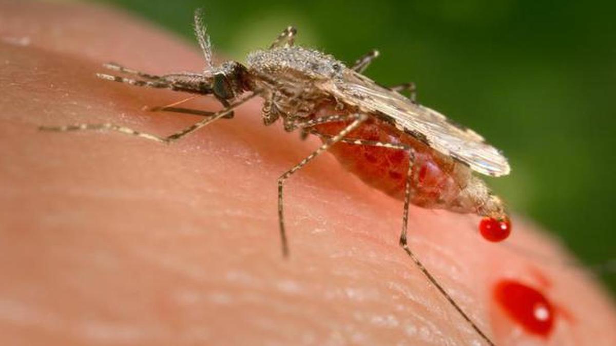 Transgenic mosquitoes transfer genes to native mosquito species - The Hindu