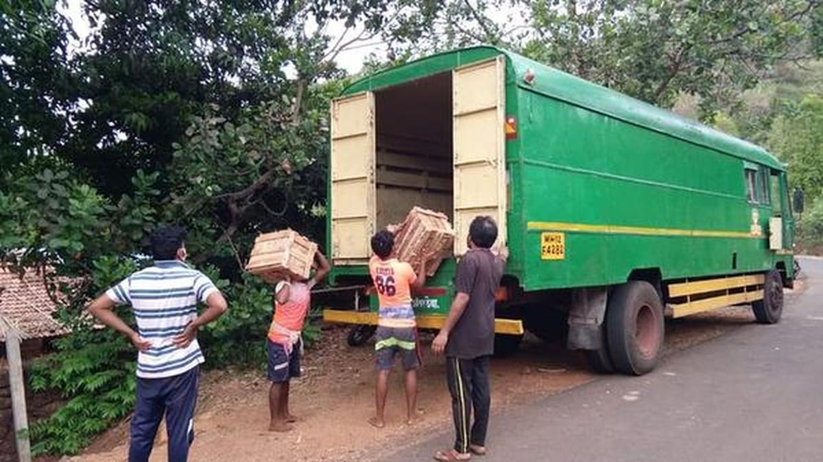 Alphonso mangoes travel to Mumbai on special trucks - The Hindu
