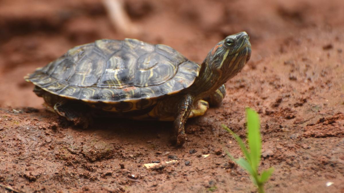 Native Indian turtles face U.S. slider threat across Northeast - The Hindu