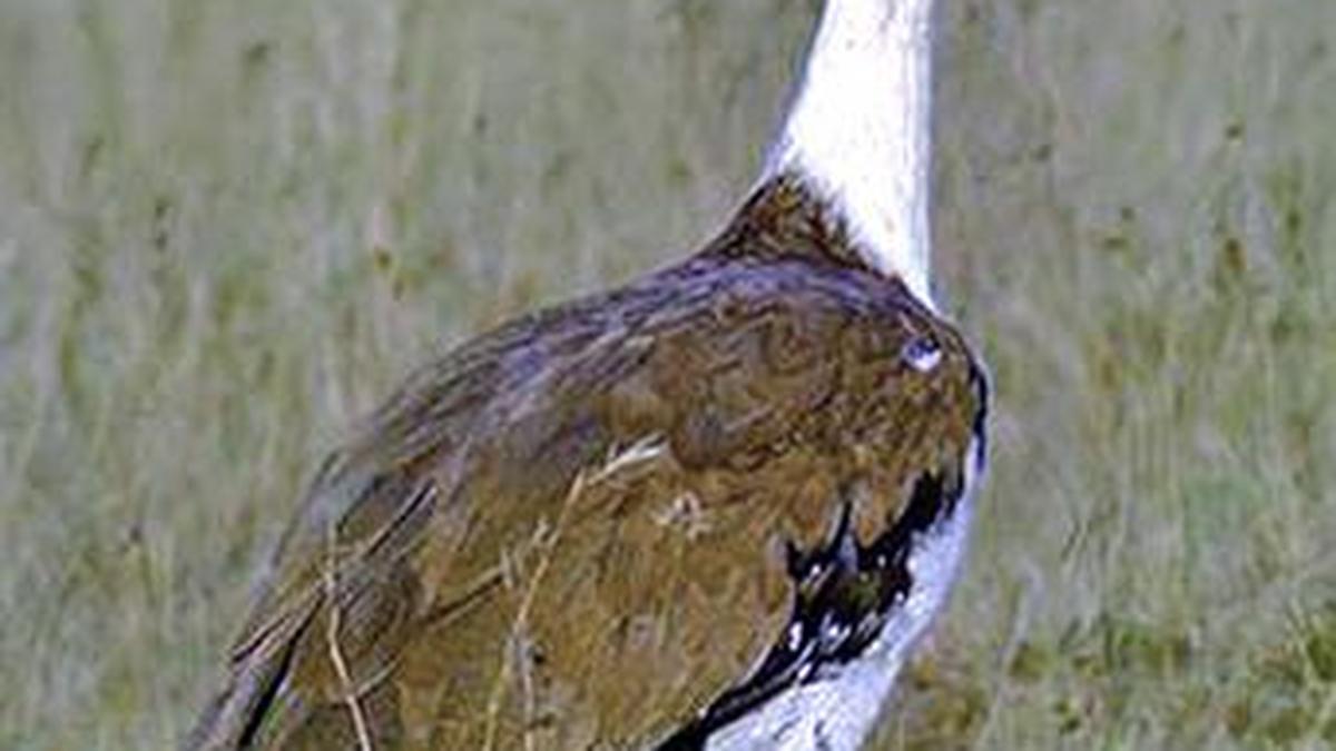 Rajasthan’s State bird may be extinct soon - The Hindu