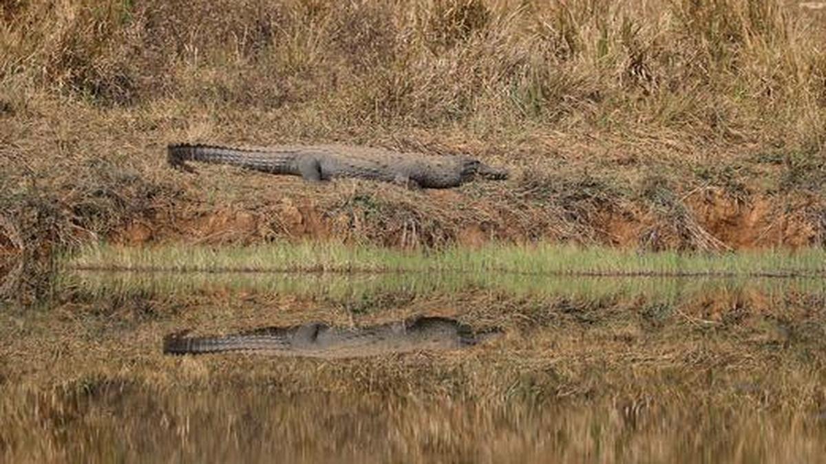 India’s highest altitude mugger population recorded in Odisha’s ...