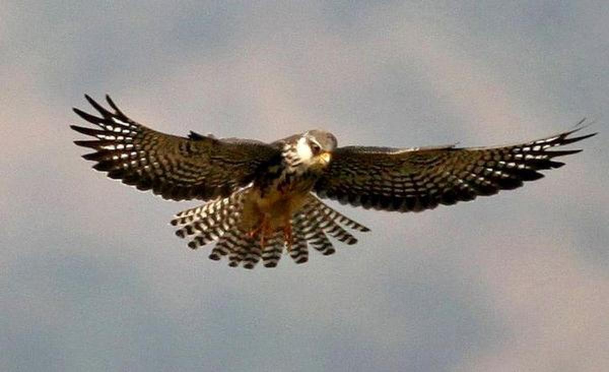 Tripura issues warning against hunting of migratory Amur falcons - The ...