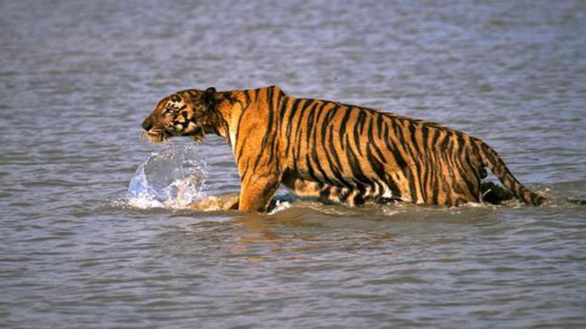 Sunderbans home to 96 tigers, Bengal Forest Dept. estimates - The Hindu