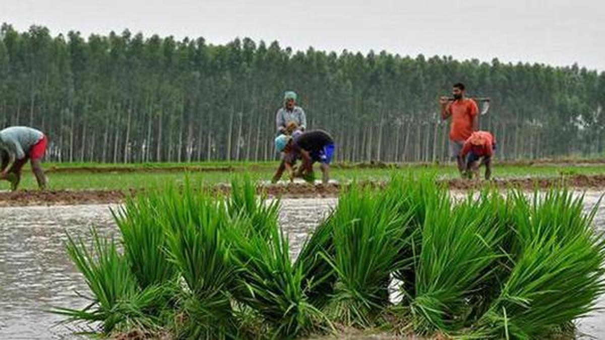 Farmers in Punjab to plant around 25% paddy with DSR technology - The Hindu