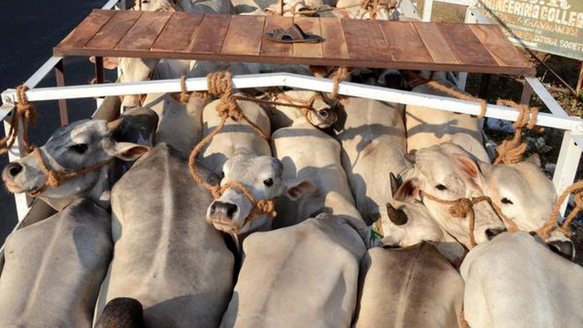 BSF acts against personnel involved in cattle smuggling - The Hindu