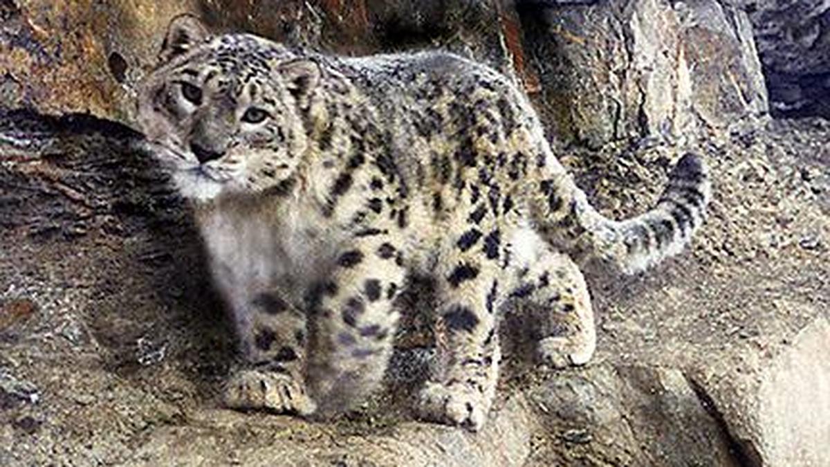 Ladakh adopts State animal and bird - The Hindu