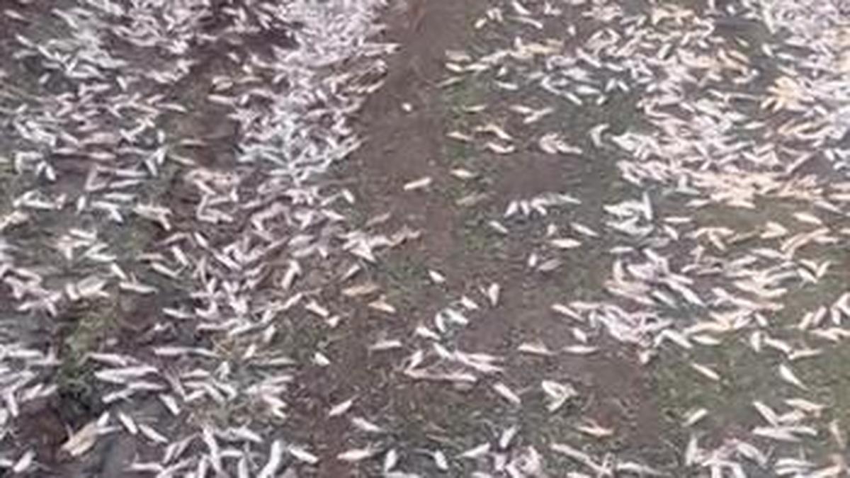 Ten U.P. districts on alert after locust swarms attack crops in ...