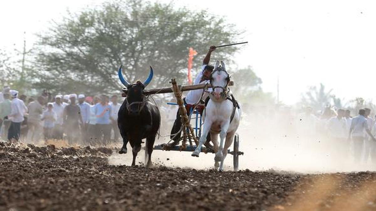 Supreme Court approves resumption of bullock cart races in Maharashtra ...