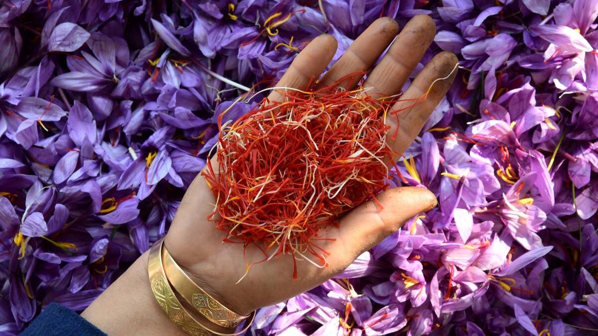 Watch | Harvest season for Pampore's saffron farmers - The Hindu