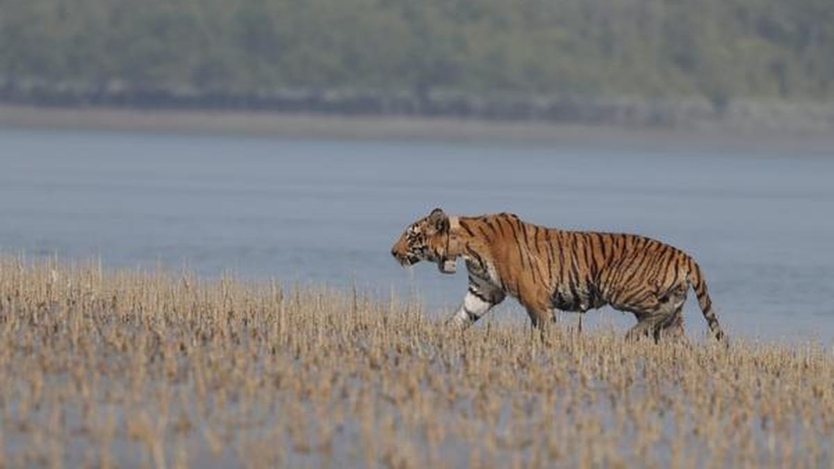 Tiger radio collared in Sunderbans for assessing tiger-human ...