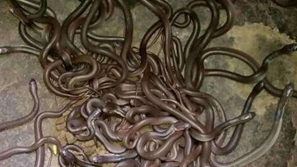 106 cobras found in Odisha farmer’s house - The Hindu
