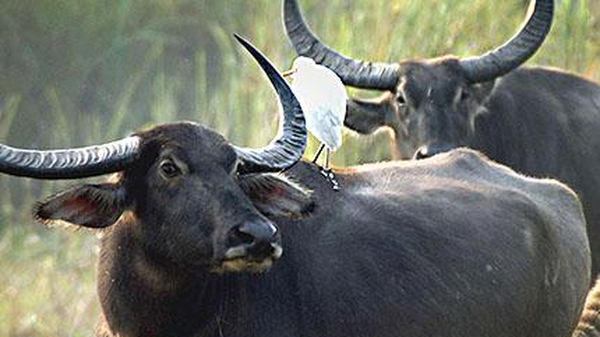 From Assam to Chhattisgarh, a maiden 1,500-km journey for wild ...