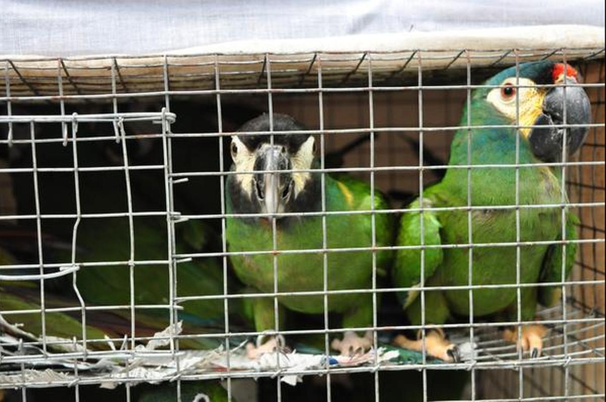 DRI busts syndicate smuggling exotic macaws from Bangladesh - The Hindu