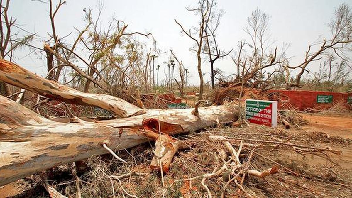 Deer spotted in cyclone-ravaged park - The Hindu