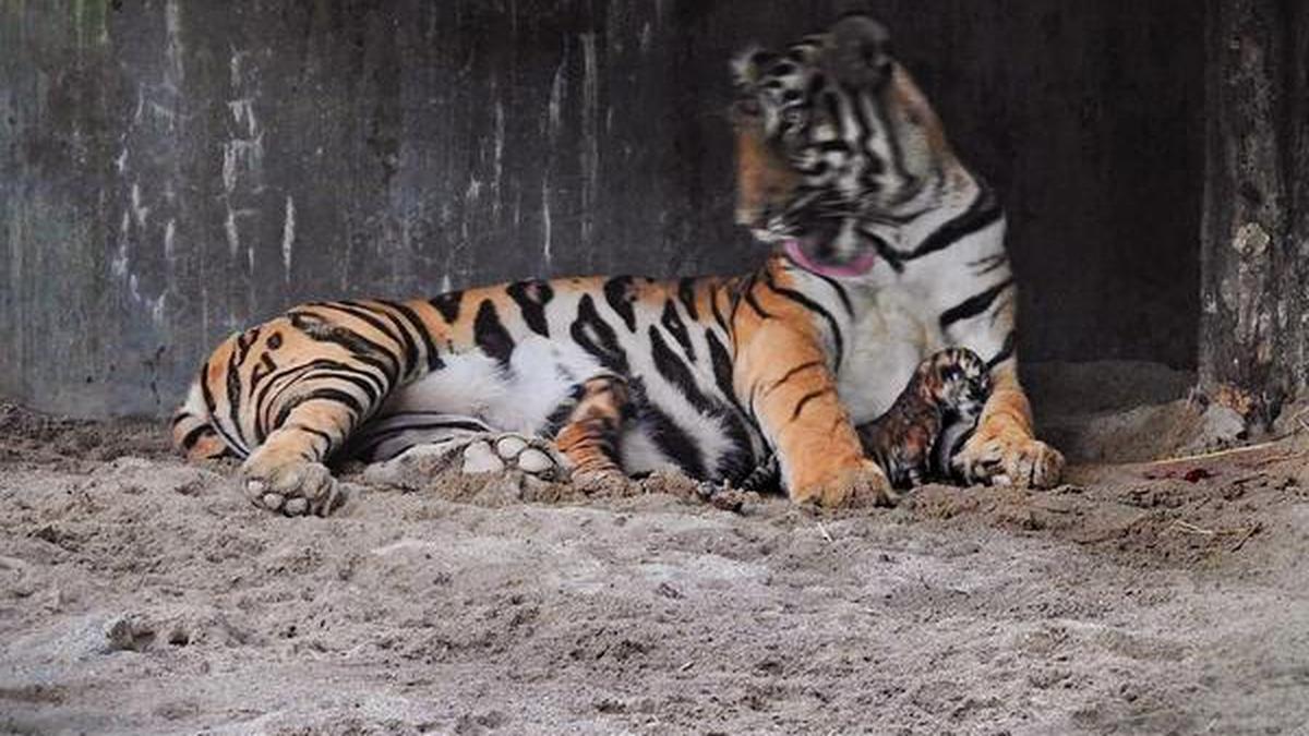 Tigress ‘Sheela’ gives birth to 3 cubs in Siliguri’s Bengal Safari park ...
