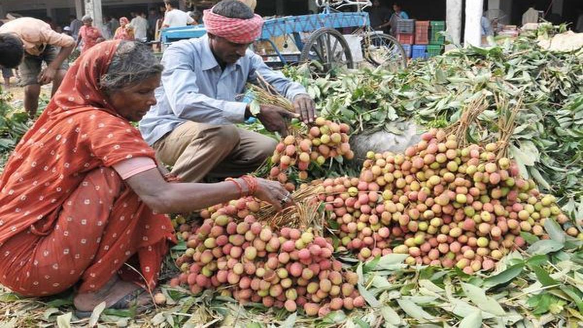 Shahi Litchi to be home delivered in parts of Bihar - The Hindu