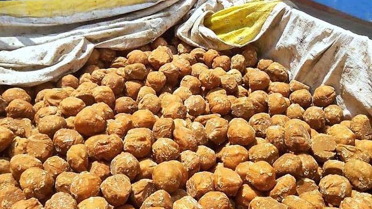 All for a gur cause: Muzaffarnagar to host jaggery fest - The Hindu