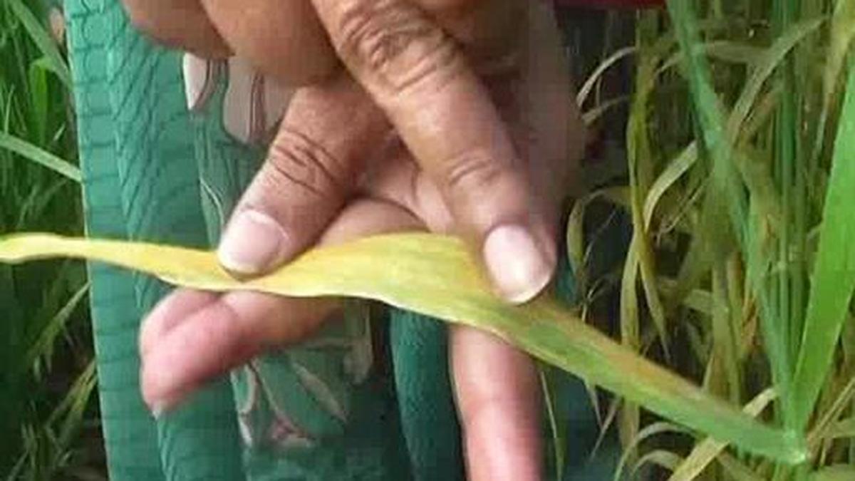 Yellow rust in wheat crop causes alarm in Punjab and Haryana - The Hindu