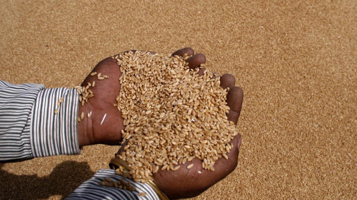 Wheat sown in 54,000 hectare, mustard in 18.99 lakh hectare so far ...