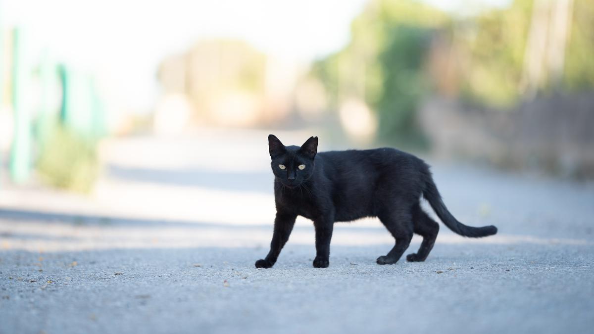 Borders of superstition - The Hindu