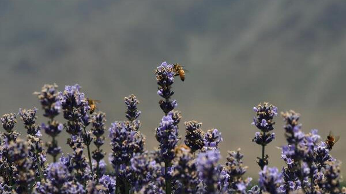 J&K's Doda district to be recognised as role model in lavender farming ...