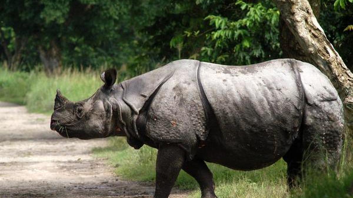 Kaziranga animals ‘reclaim’ abandoned quarries on corridors - The Hindu
