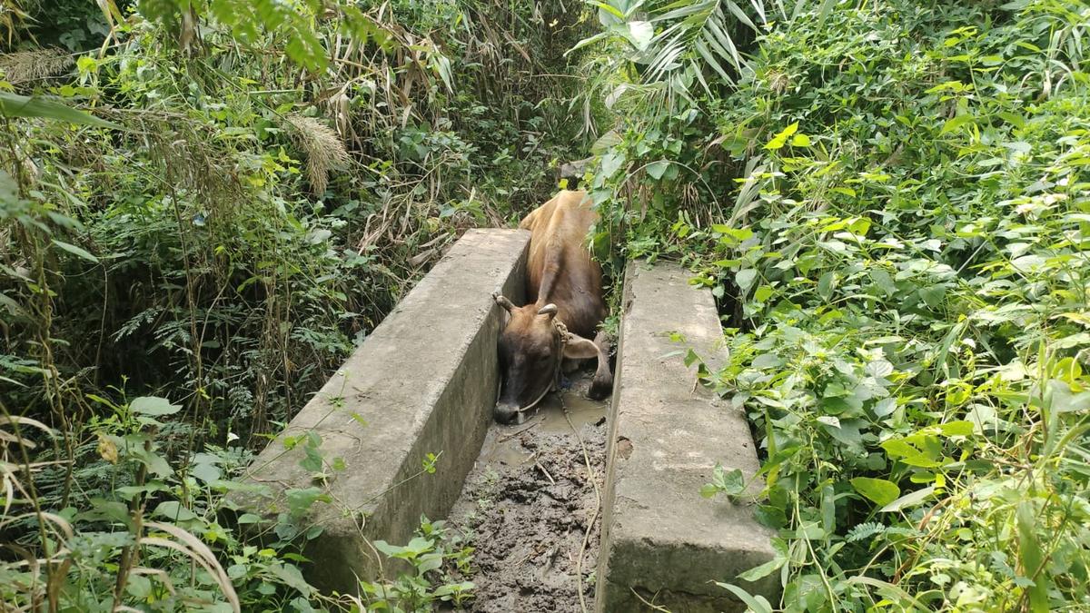 Two cows electrocuted, farmer injured near Ambur town - The Hindu