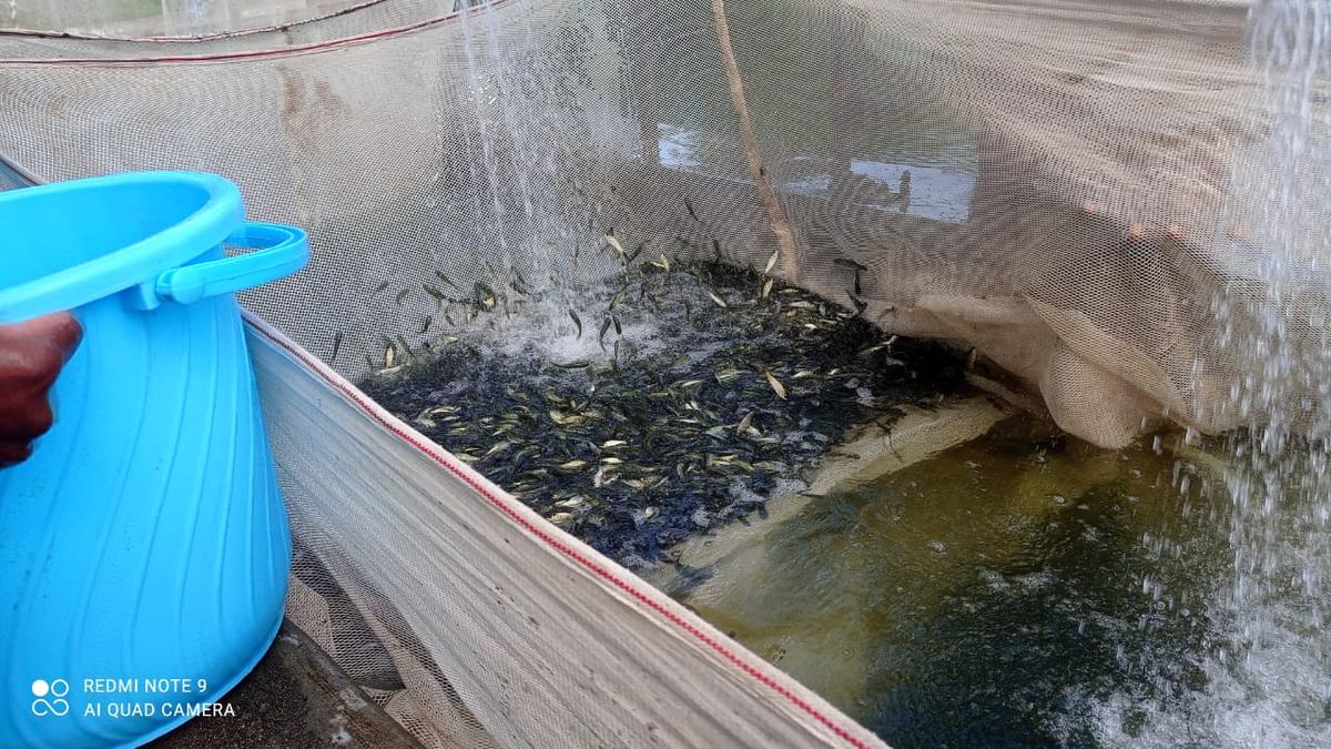 Rain revives fish farming in Sathanur dam near Tiruvannamalai - The Hindu