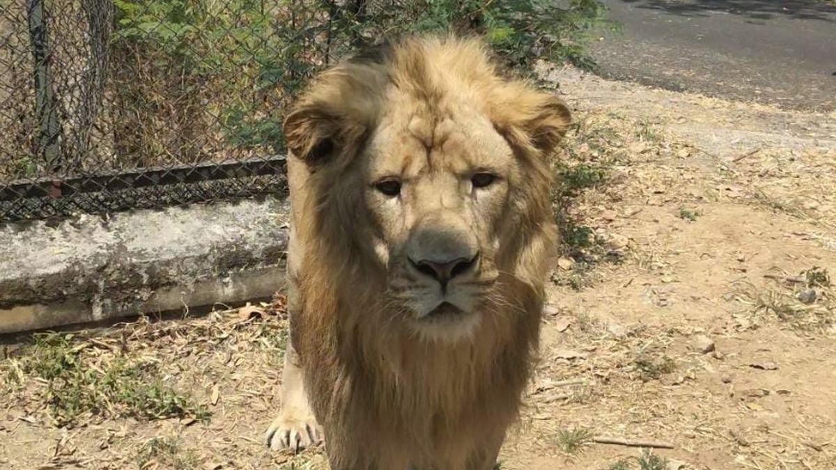 Vandalur zoo gets a new lion from Bannerghatta - The Hindu