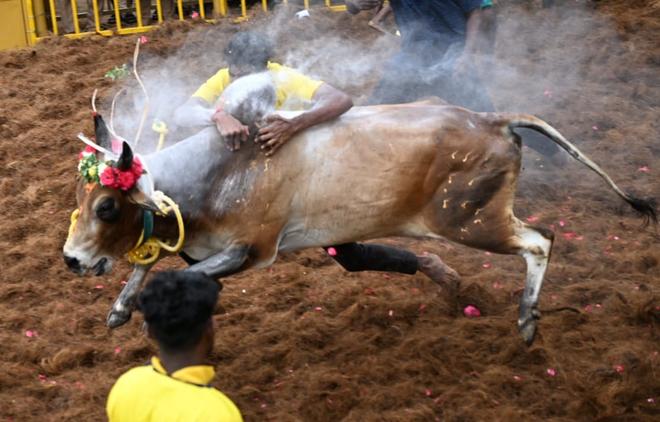 Valour of 459 bull tamers on show at Palamedu jallikattu - The Hindu