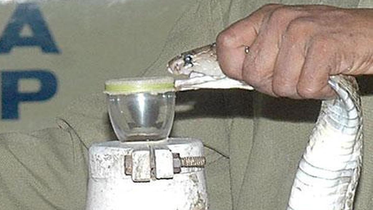 ‘Time is crucial in treating victims of snakebites’ - The Hindu