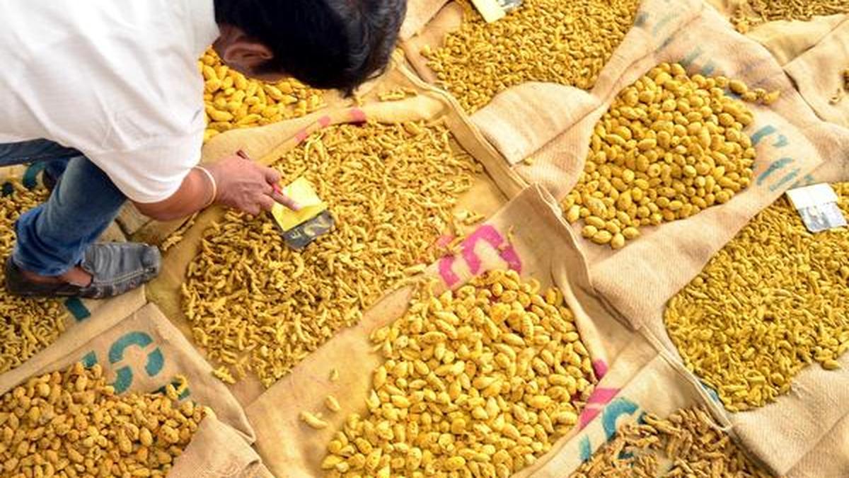 Erode turmeric gets GI tag after an 8-year process - The Hindu