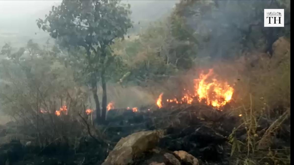 Theni forest fire: a trek that ended in tragedy - The Hindu