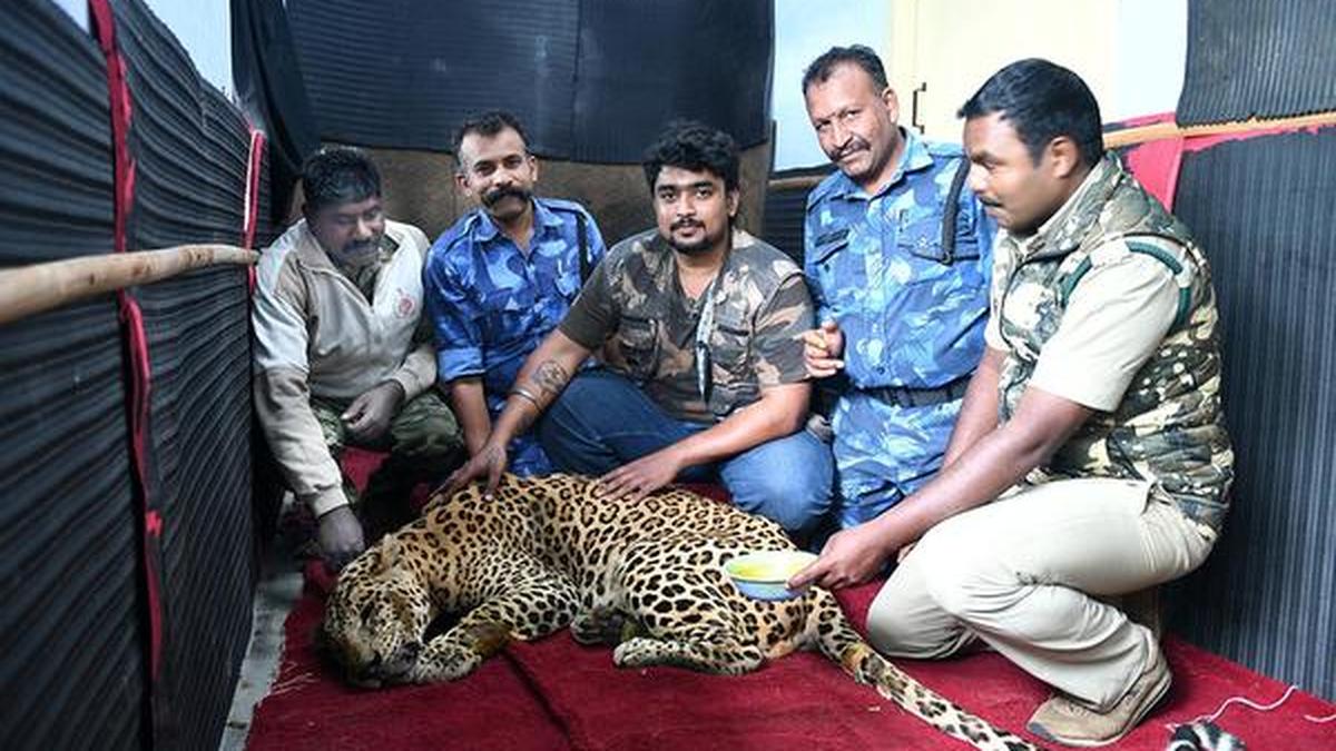 Injured leopard on its way to Chennai zoo - The Hindu