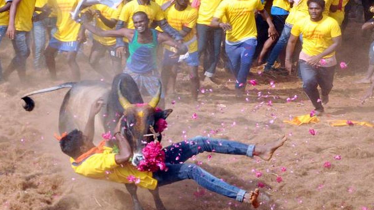 13 injured in first event of jallikattu season - The Hindu