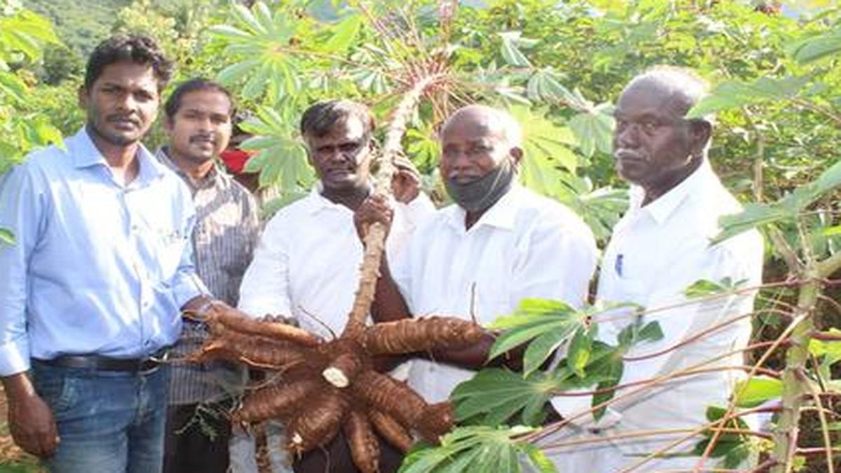 Two new varieties of cassava introduced - The Hindu