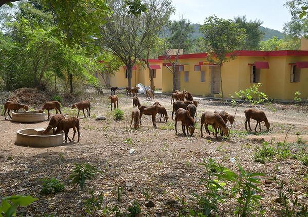 Farmers in Ranipet to rear sheep to supplement their income - The Hindu