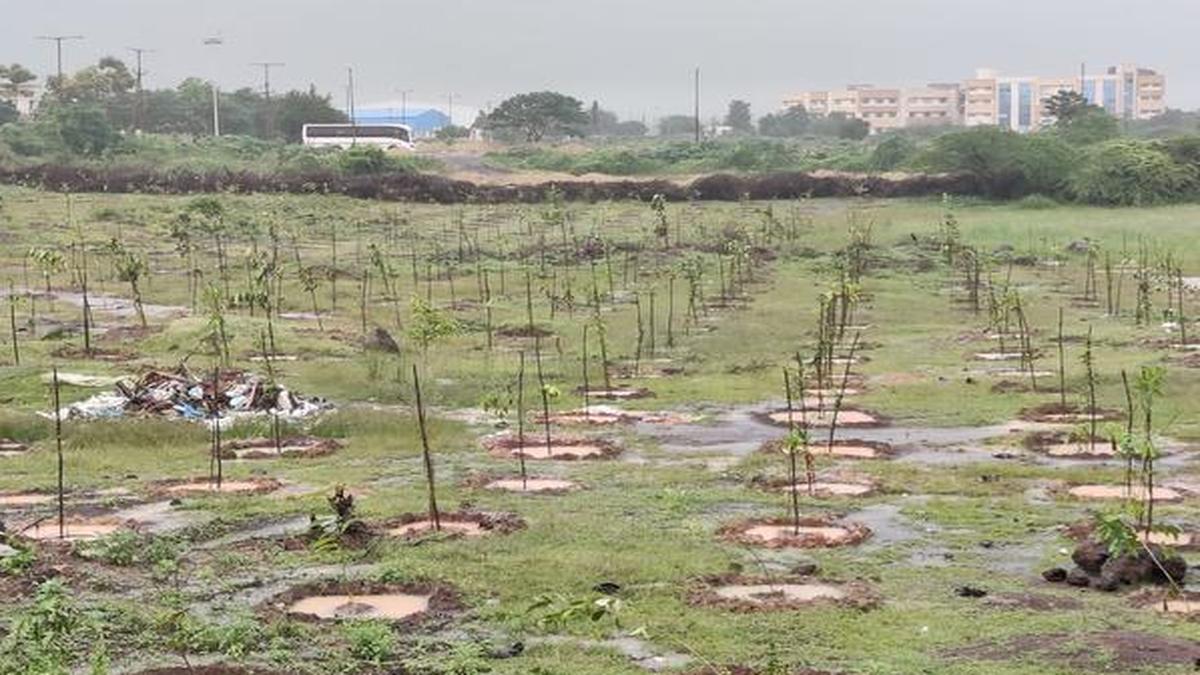 Sipcot to plant 24,000 saplings in three industrial parks by end of ...