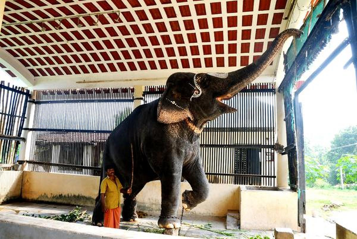 Temple elephant gets bathing pool in Tiruvannamalai - The Hindu