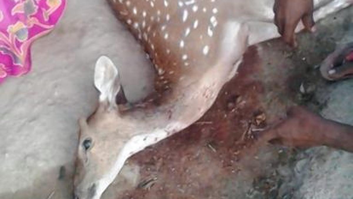 Dogs kill deer in Chitheri village - The Hindu