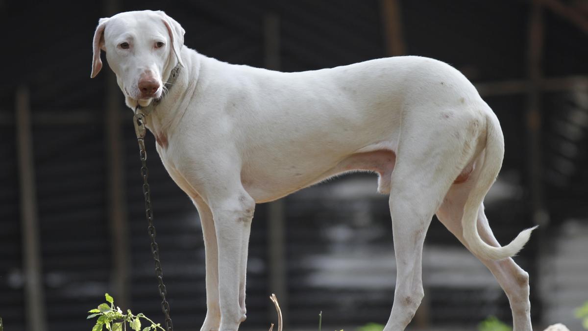 From prized export to picture of neglect: the story of Indian dogs ...
