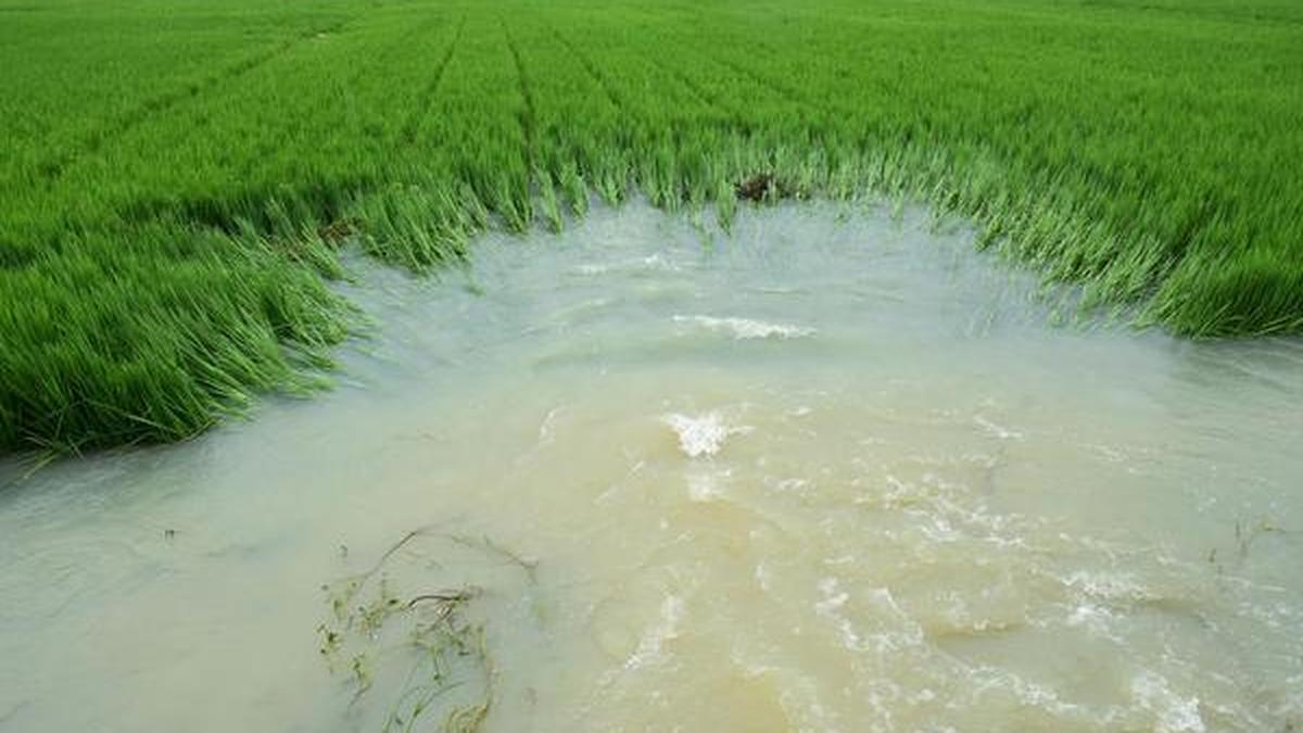 Widespread rain leaves thousands of acres of paddy crop inundated in ...