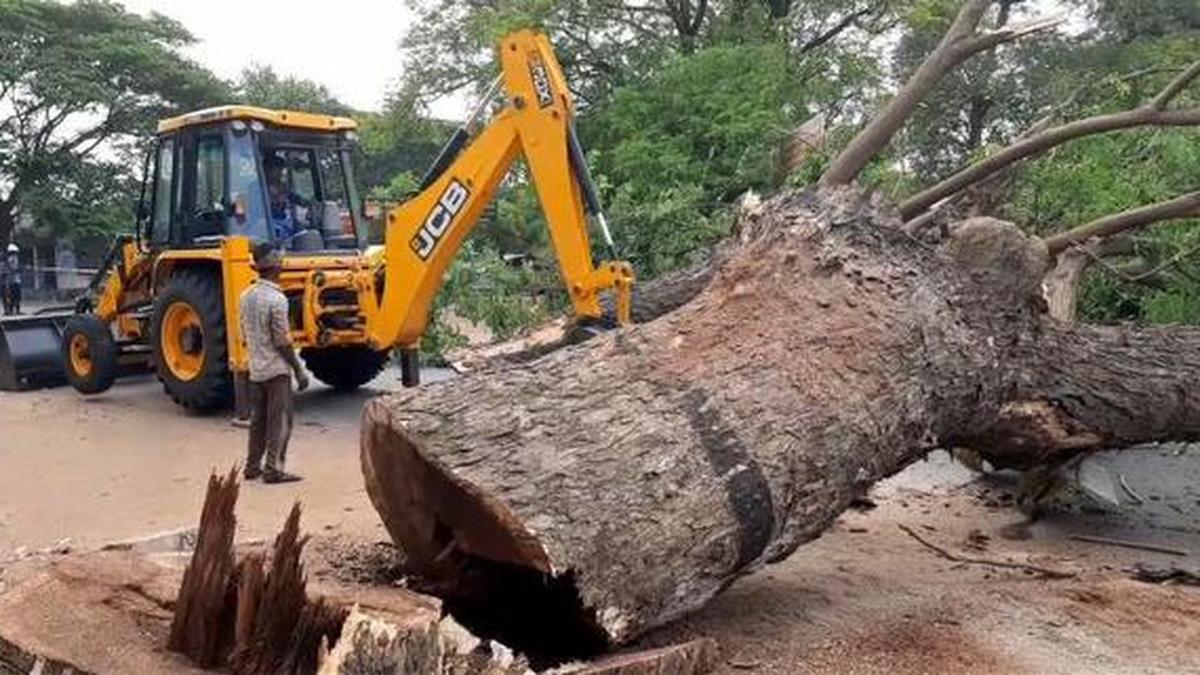 Felling of 877 trees for Cuddalore-Madapattu Road widening work begins ...